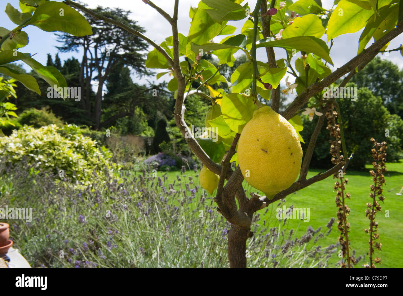 Real lemon tree hi-res stock photography and images - Alamy