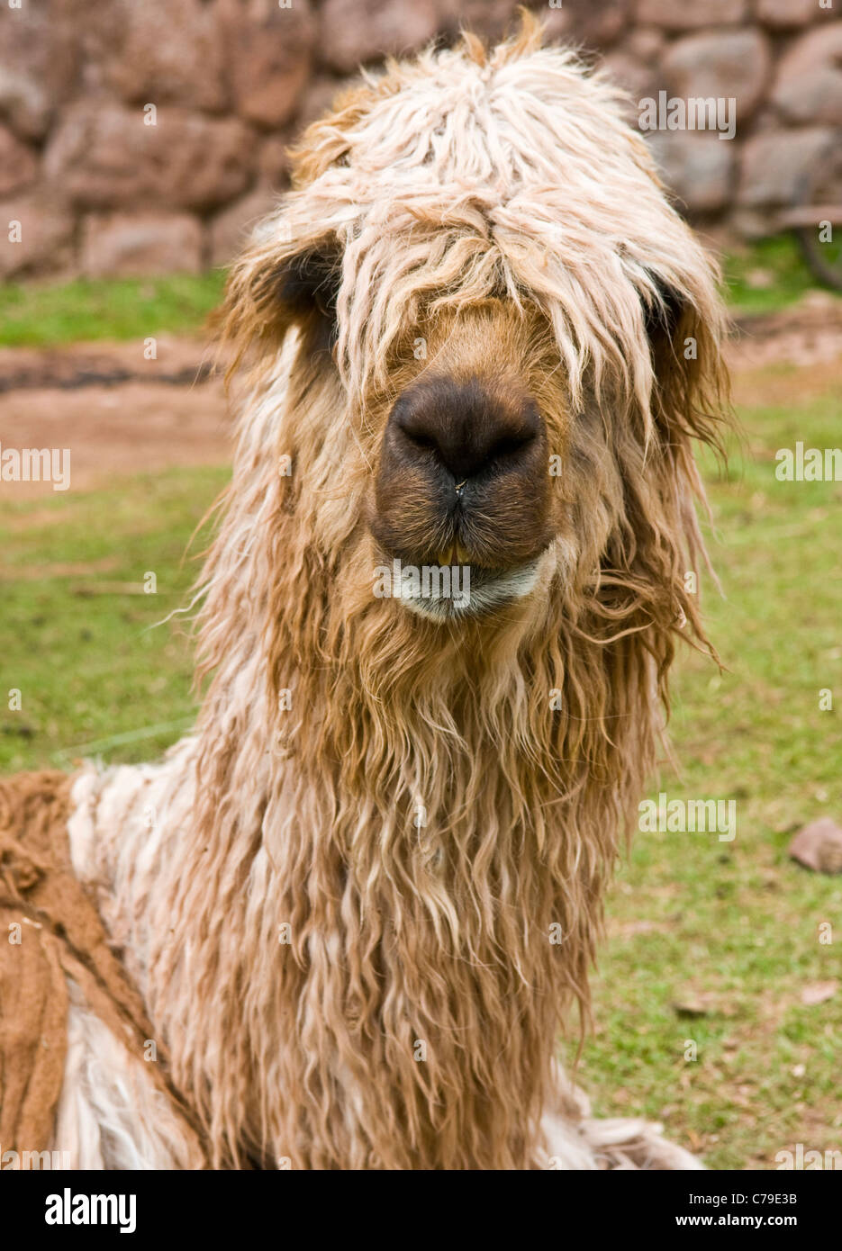 Close up of an alpaca's face Stock Photo - Alamy
