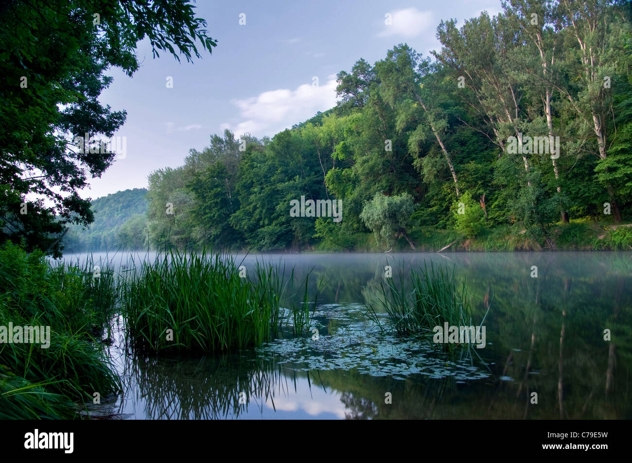 deep quiet woods on the river Stock Photo - Alamy