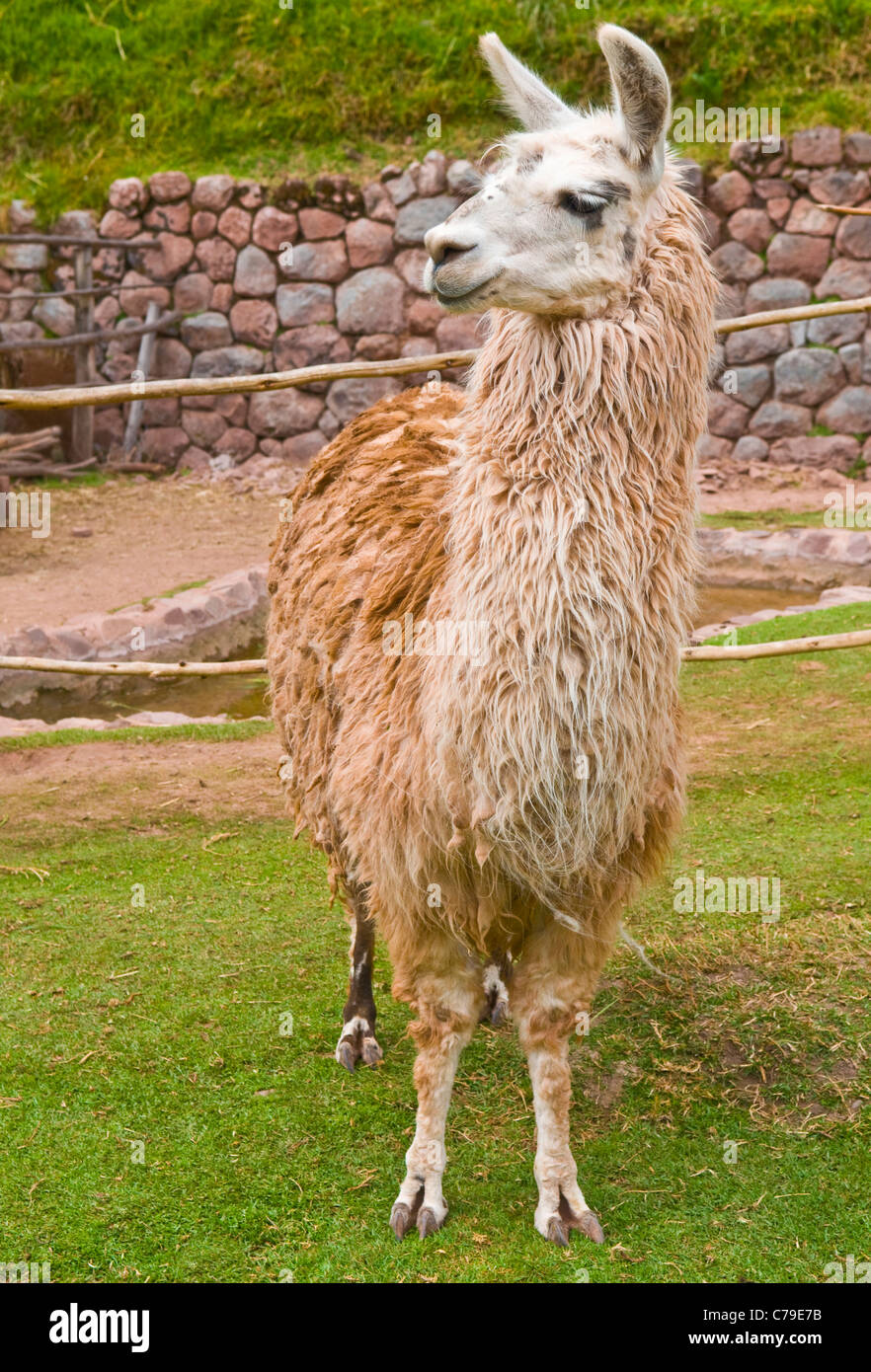 Argentina sheep farming hi-res stock photography and images - Alamy
