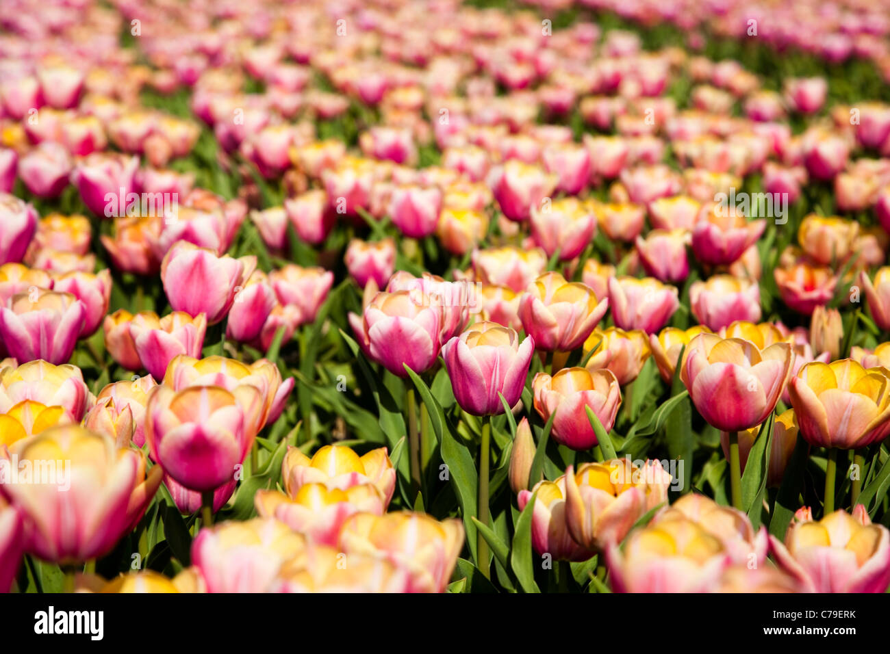 Beautiful spring tulip Stock Photo - Alamy