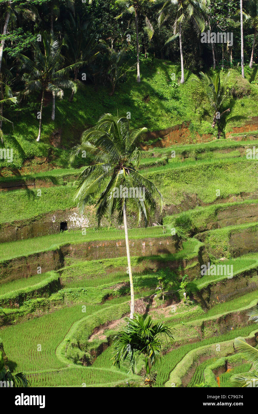 Rice terrace.Bali, Indonesia Stock Photo - Alamy