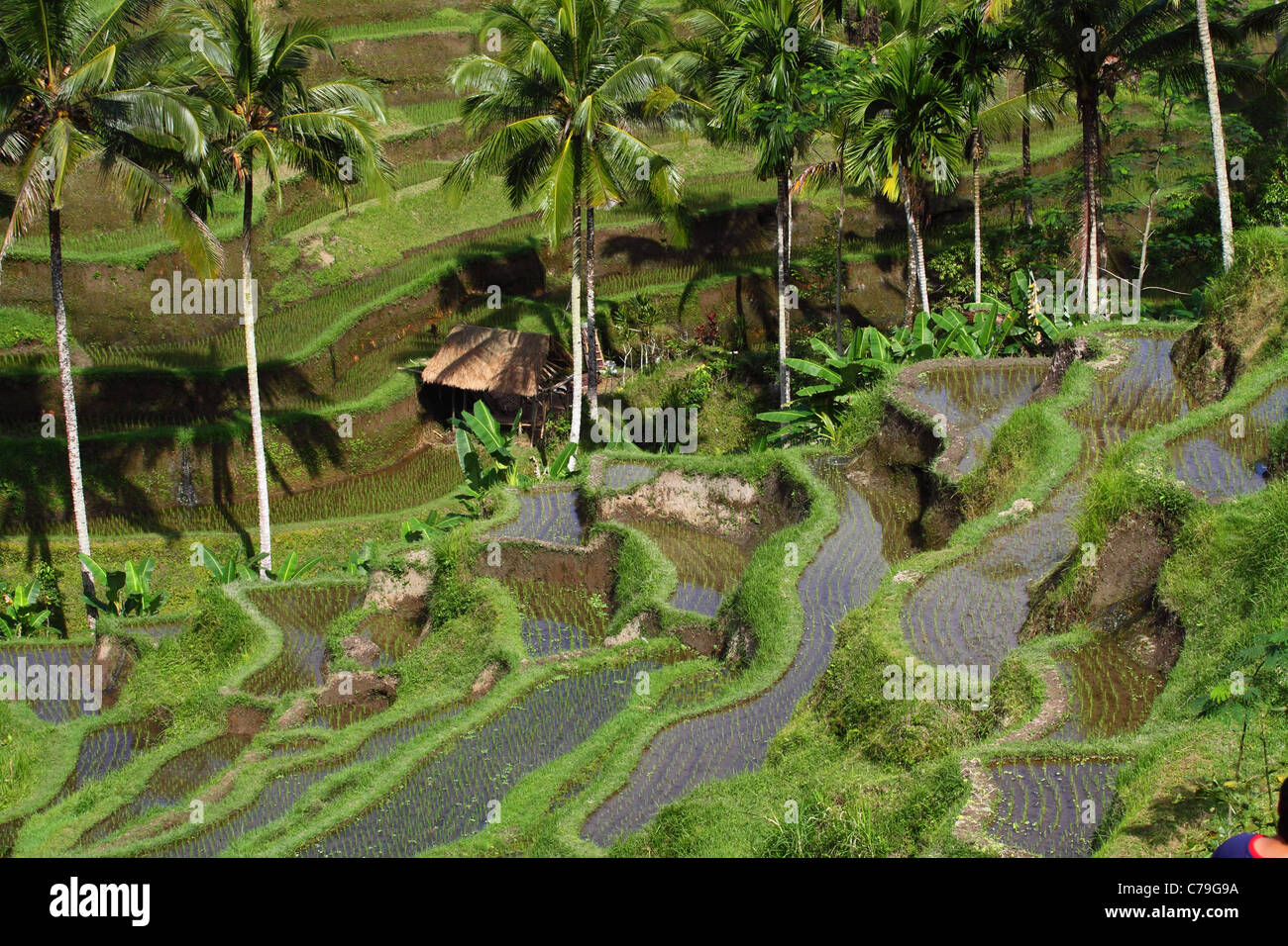 Rice terrace.Bali, Indonesia Stock Photo - Alamy