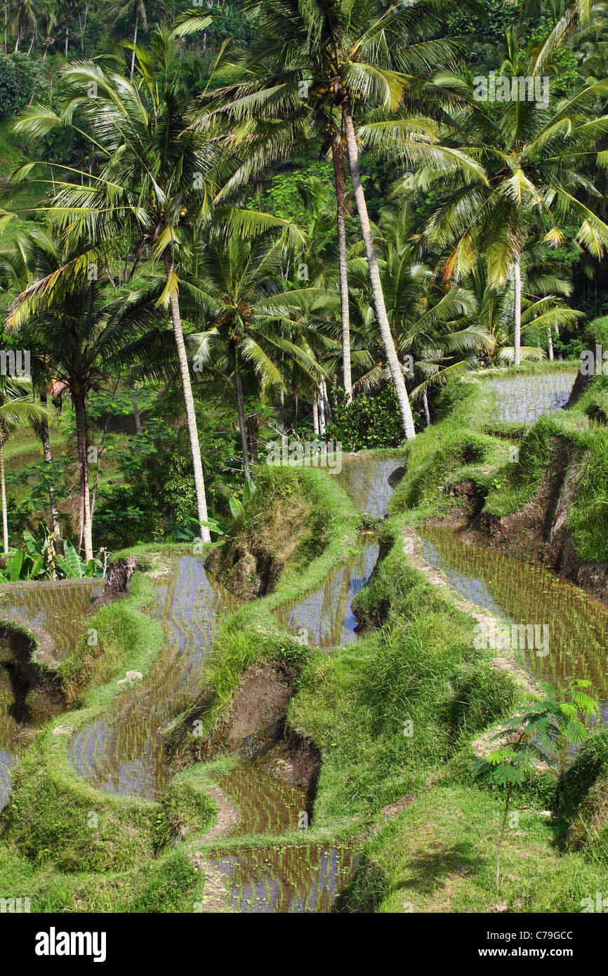 Rice terrace.Bali, Indonesia Stock Photo - Alamy