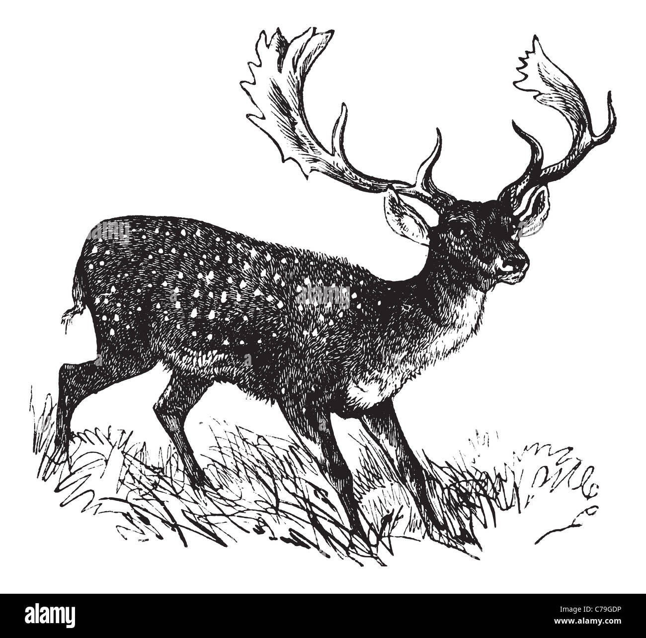 Fallow Deer or Dama dama, vintage engraving. Old engraved illustration ...