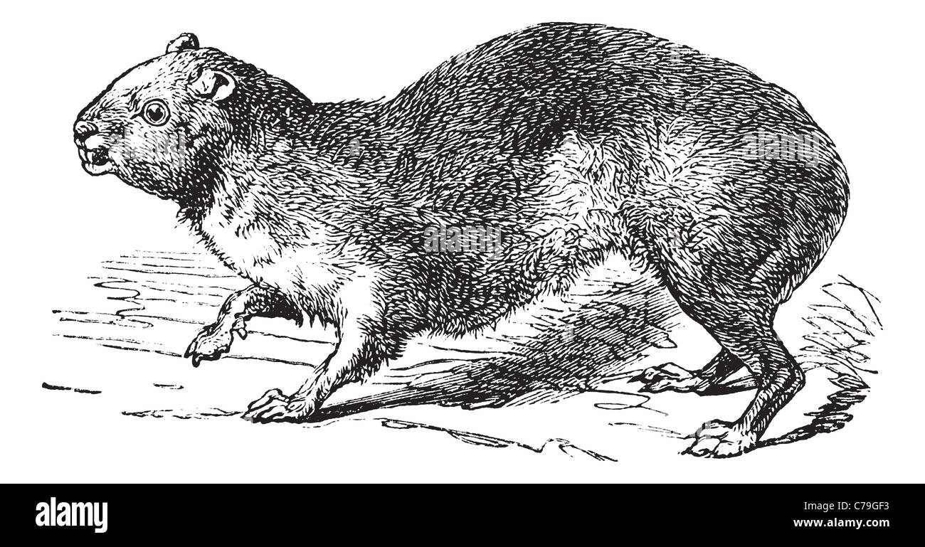 Hyrax wildlife art hi-res stock photography and images - Alamy