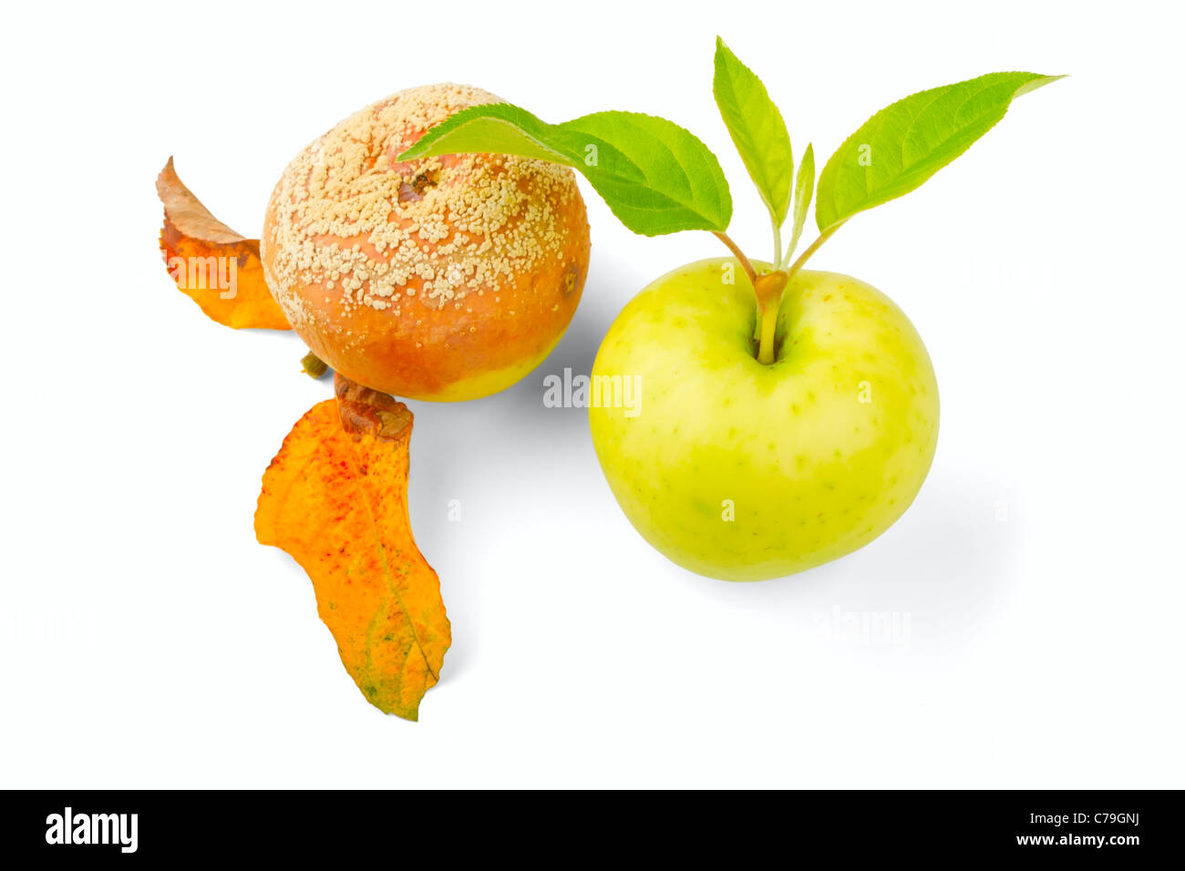 Two apples isolated on a white background Stock Photo - Alamy