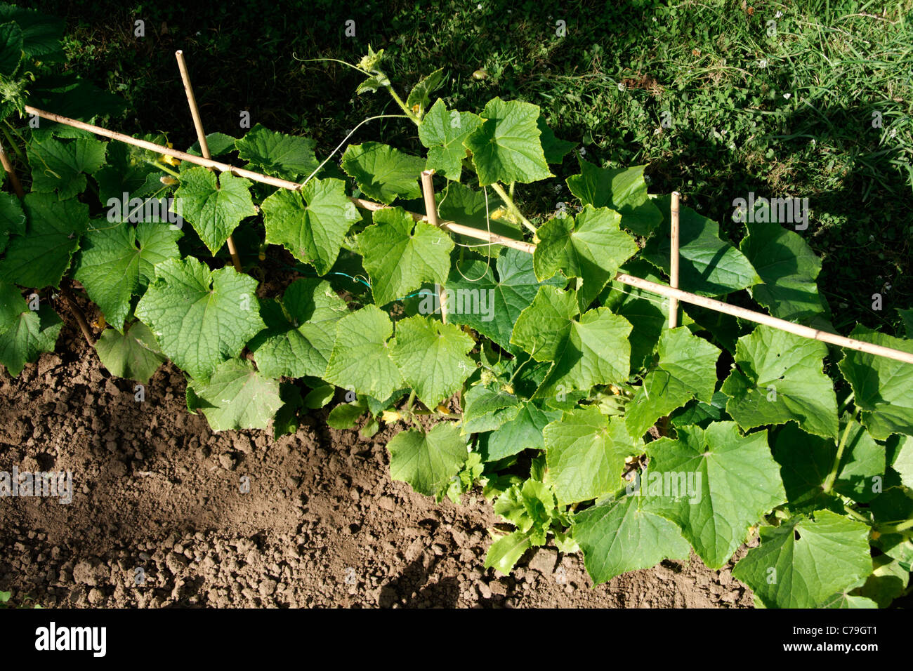 Plants pickles growing in the garden (Cucumis sativus Stock Photo - Alamy