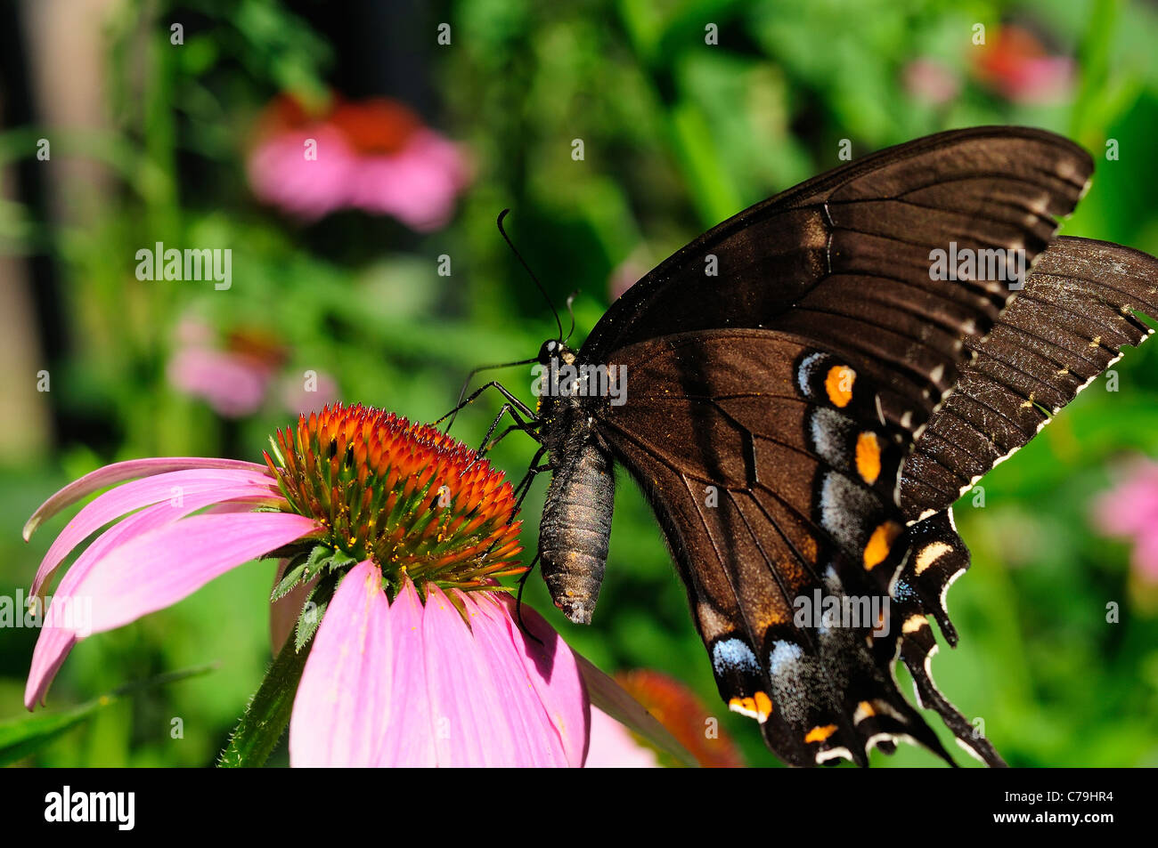 Female eastern tiger swallowtail butterfly hi-res stock photography and ...