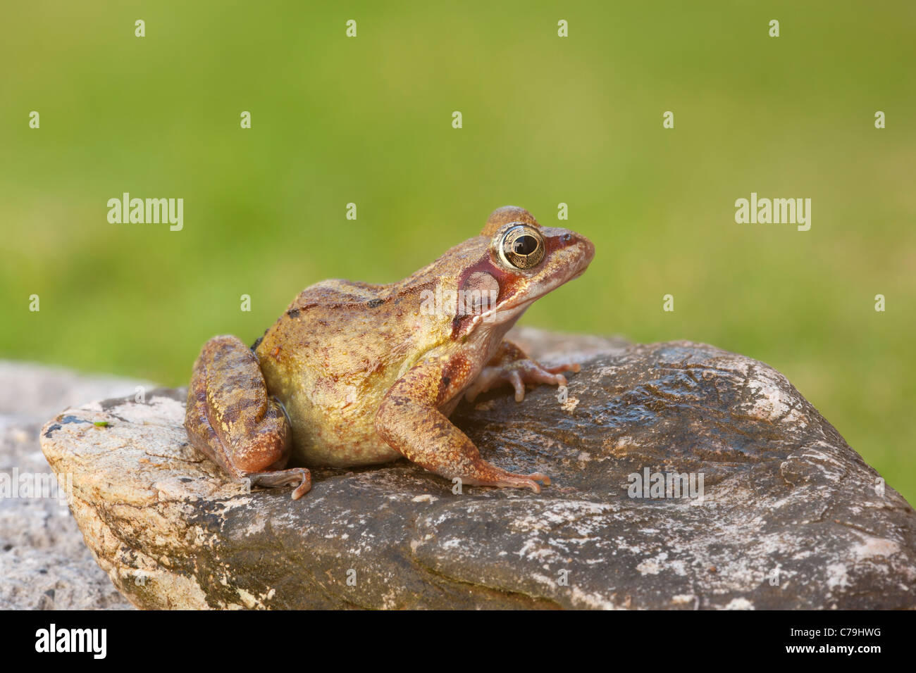 British frogs hi-res stock photography and images - Alamy