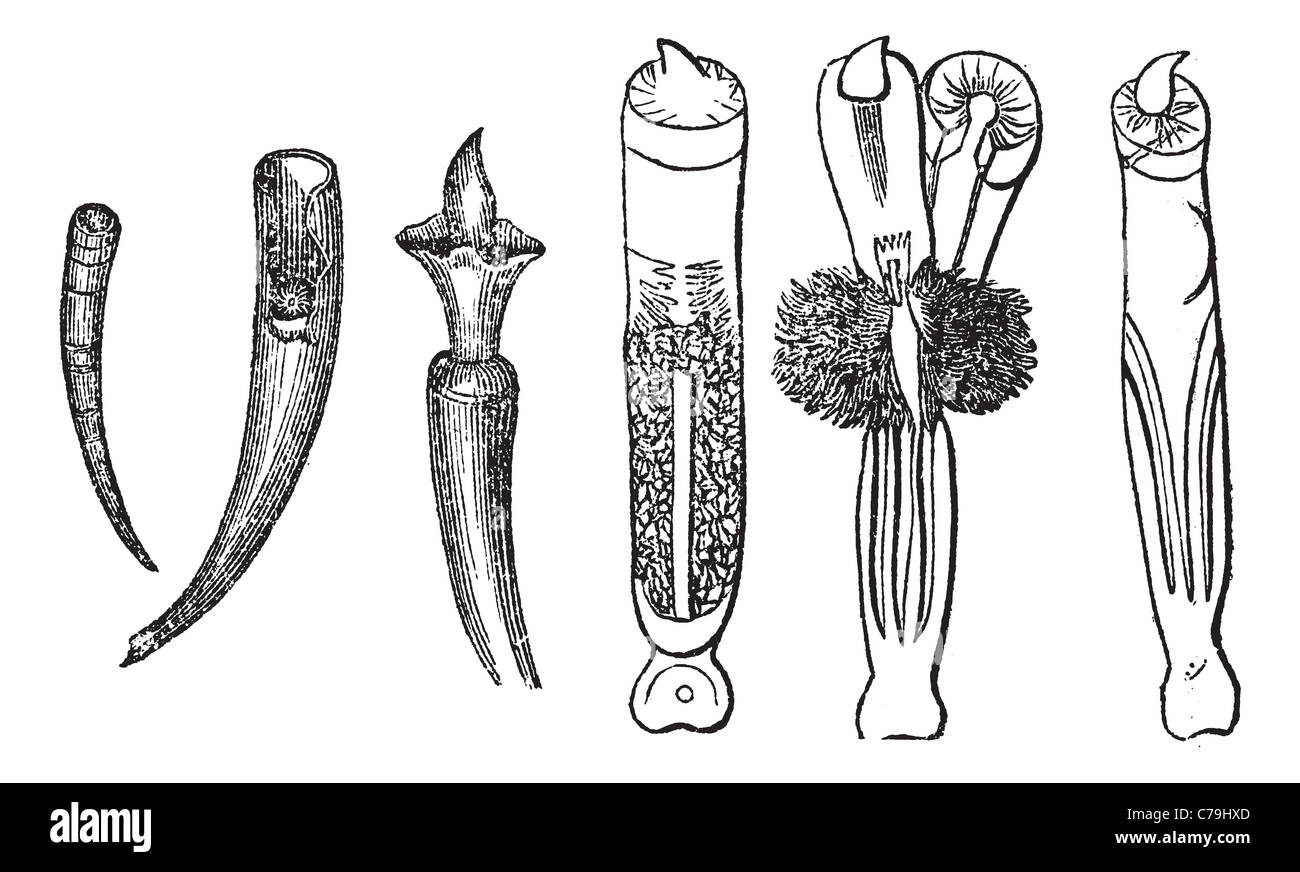Dentalium Tusk Shell