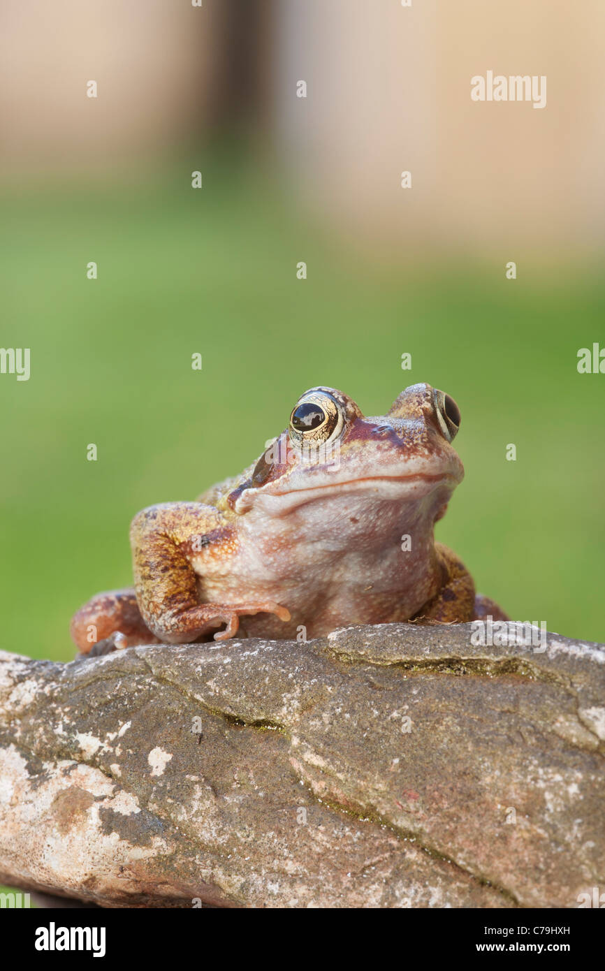 British frogs hi-res stock photography and images - Alamy