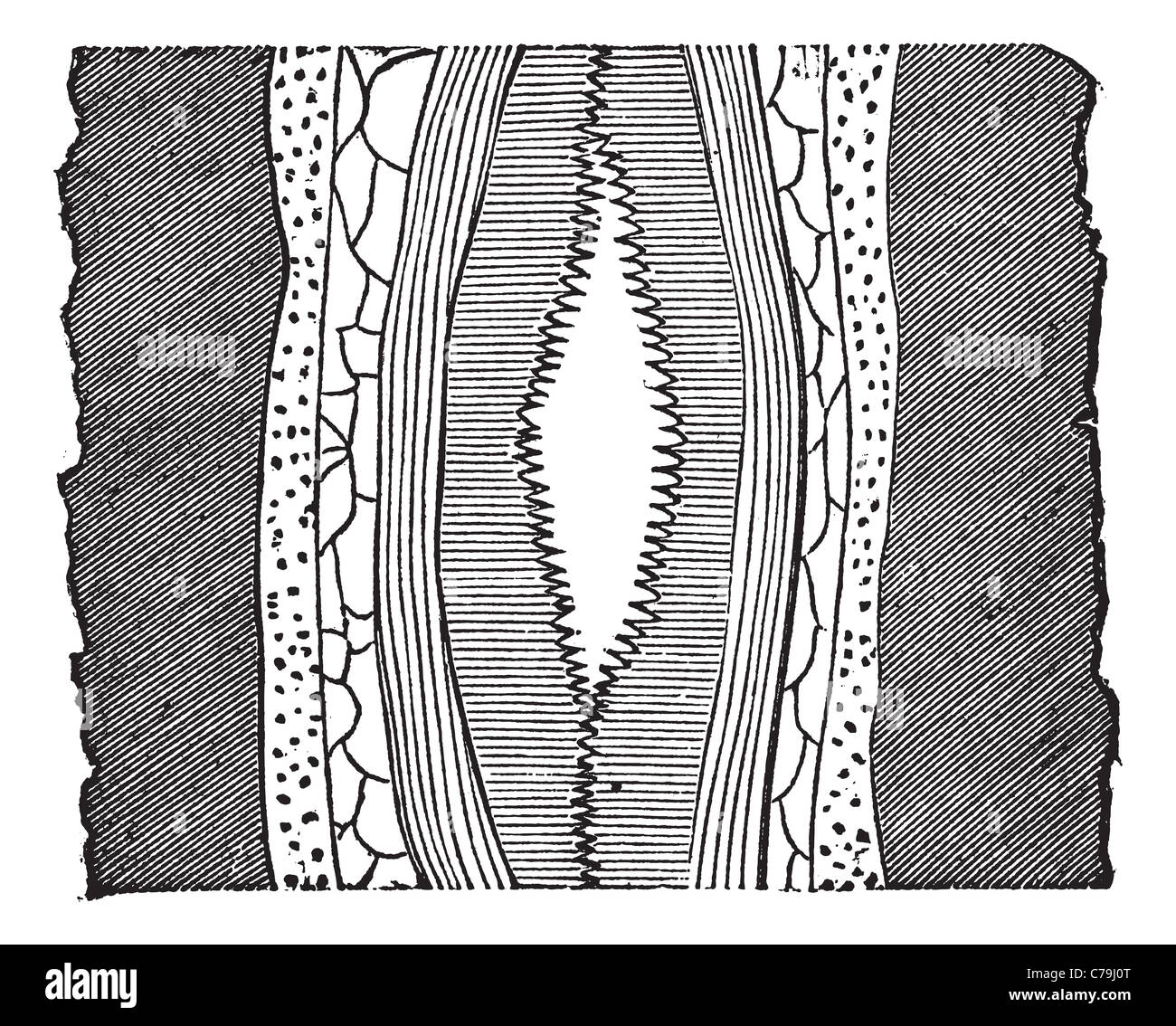 Geological Vein, illustration showing vein with cavity (center ...
