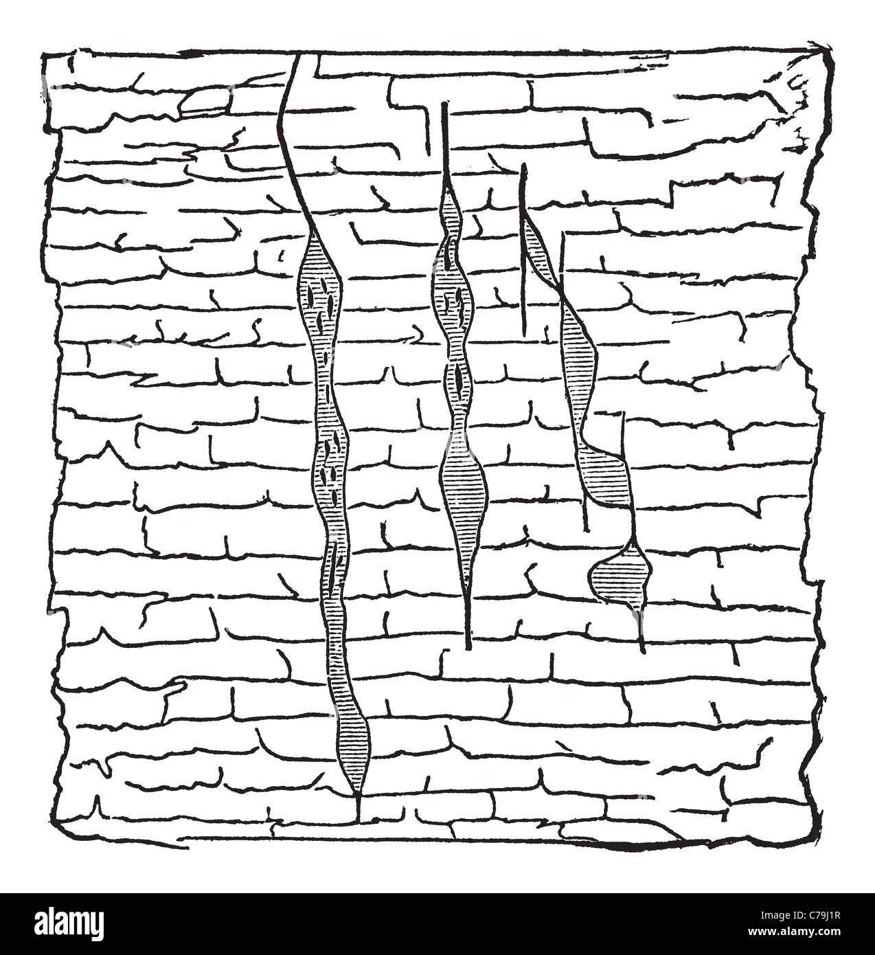 Geological Vein, illustration showing vertical gash veins of lead ore ...