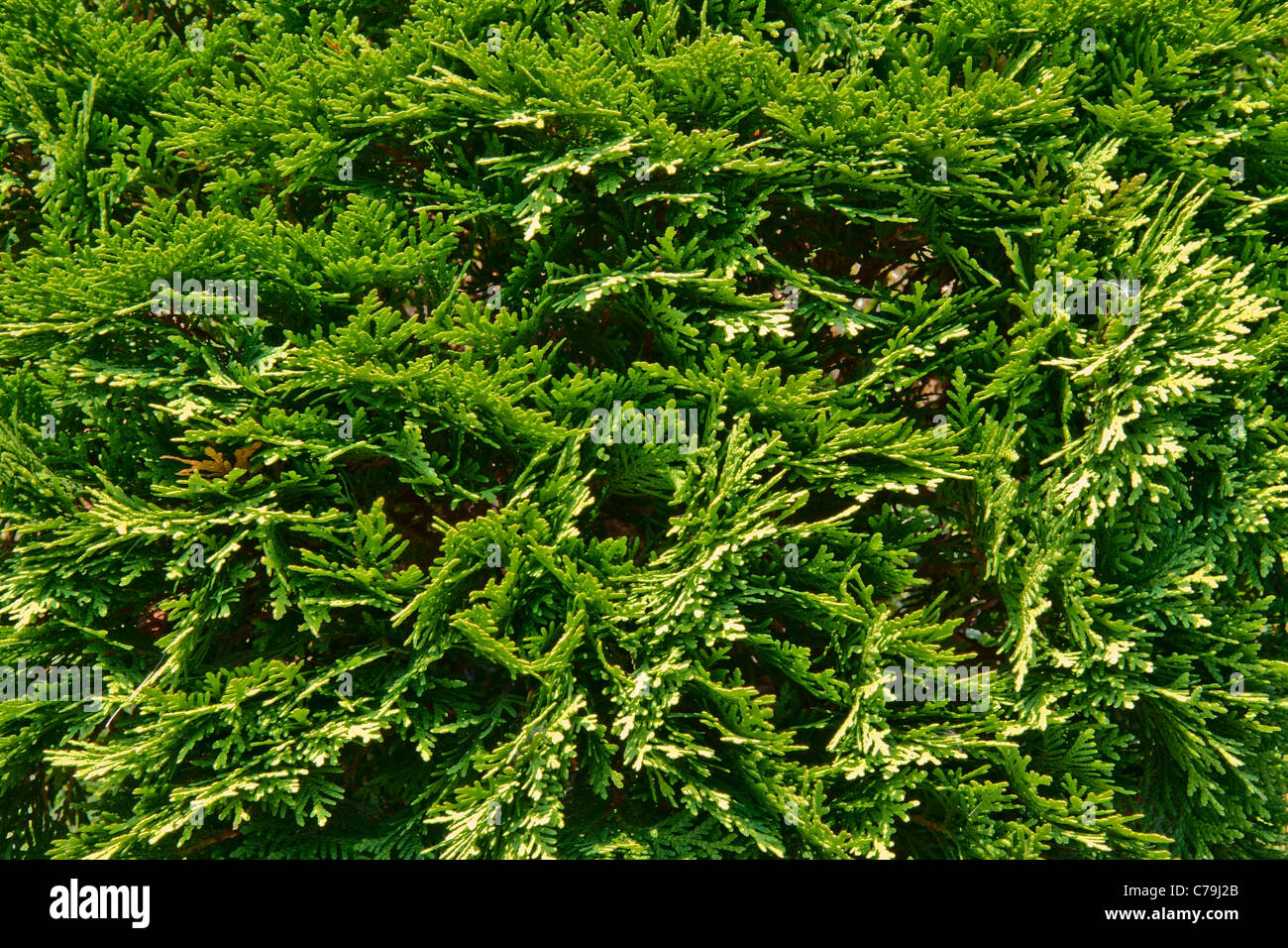 Background from a juniper branch Stock Photo - Alamy
