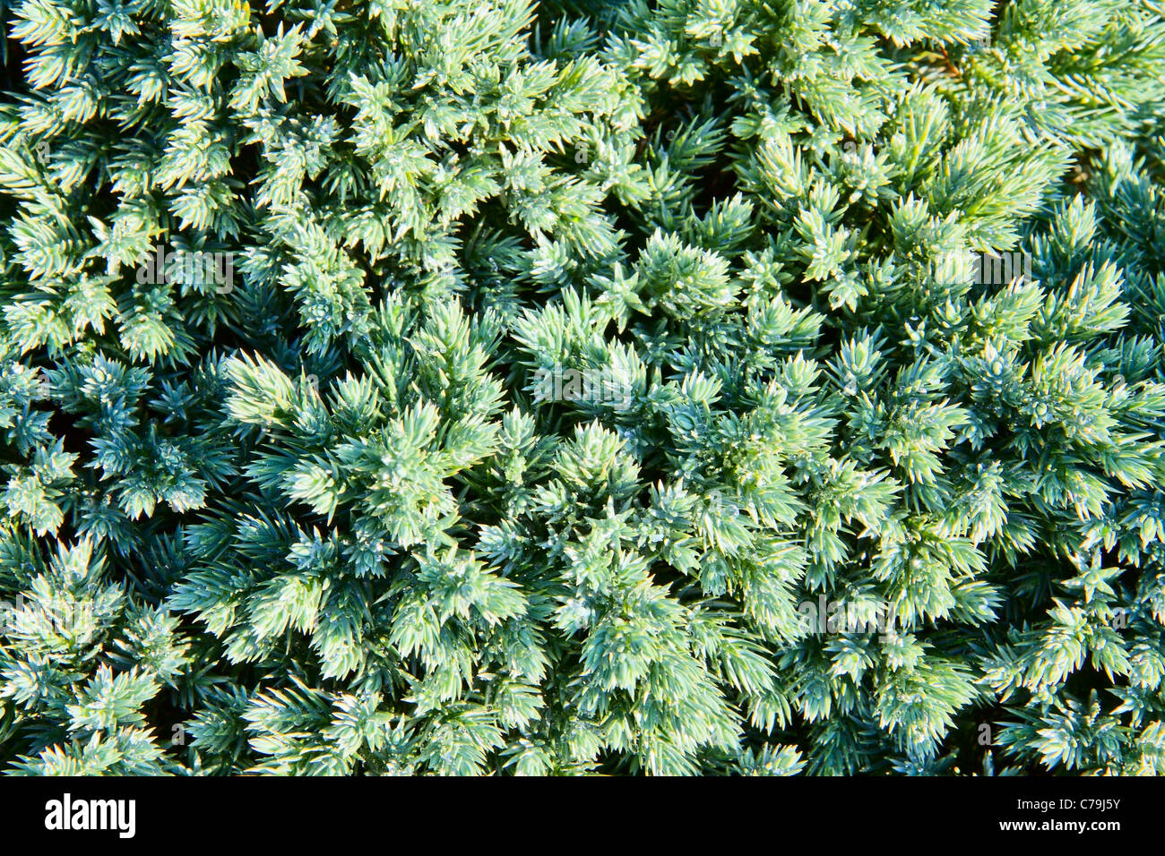 Background from a juniper branch Stock Photo - Alamy