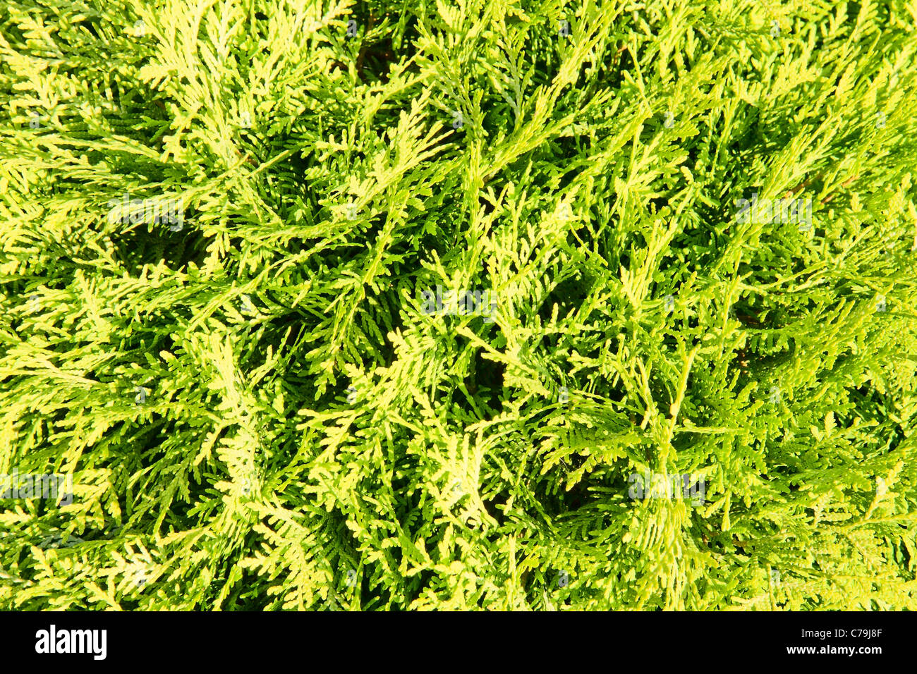 Background from a juniper branch Stock Photo - Alamy
