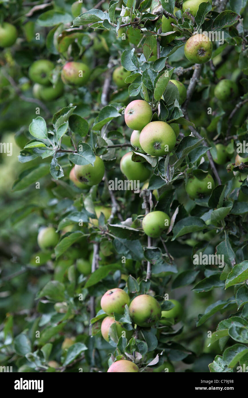 Apples hanging from tree hi-res stock photography and images - Alamy