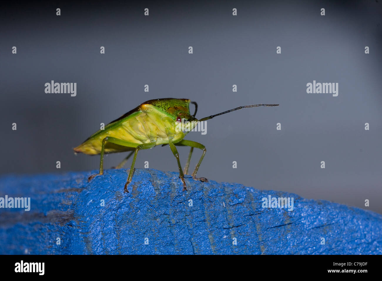 Green shield bugs hi-res stock photography and images - Alamy