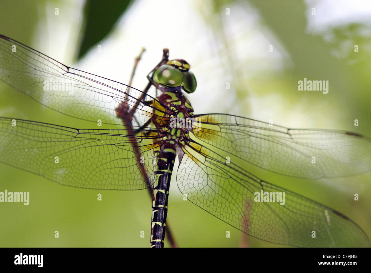 Regal darner hi-res stock photography and images - Alamy