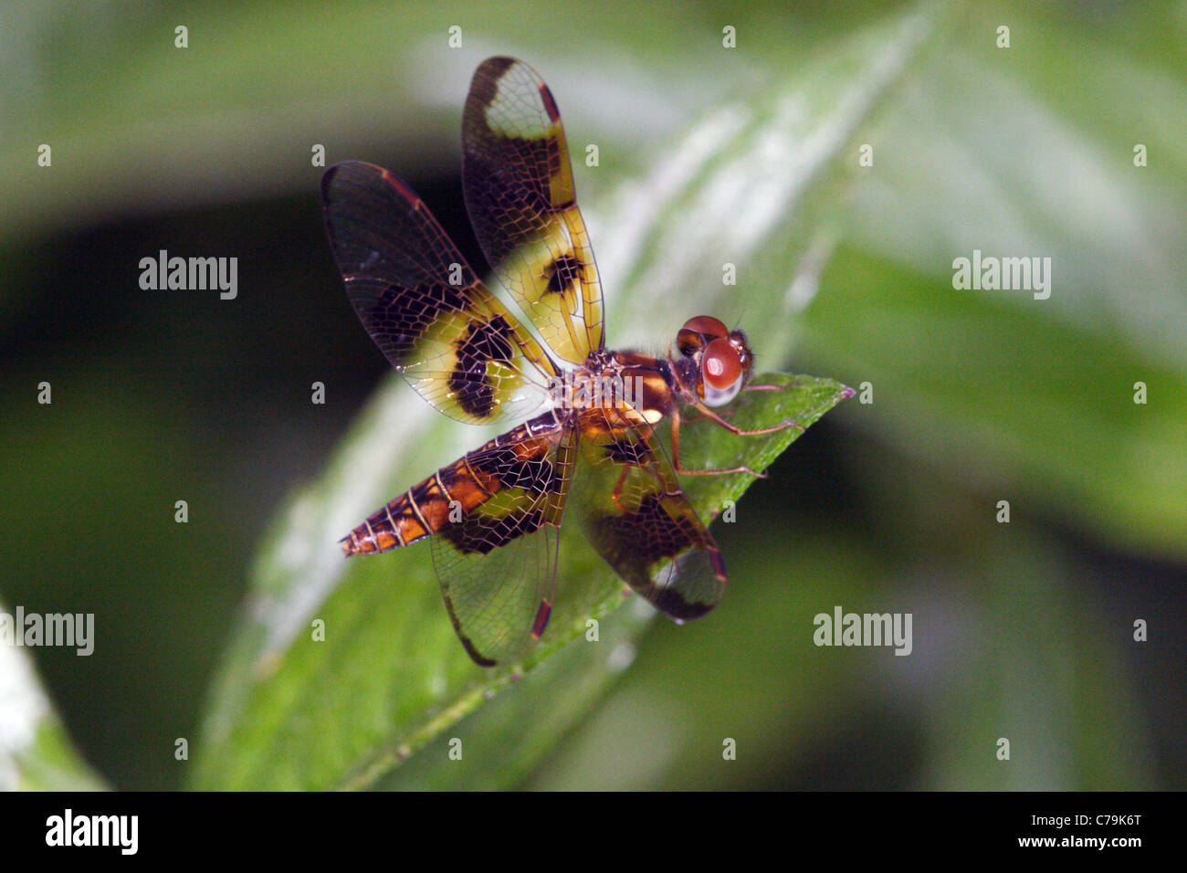 Eastern Amber Wing Stock Photo - Alamy