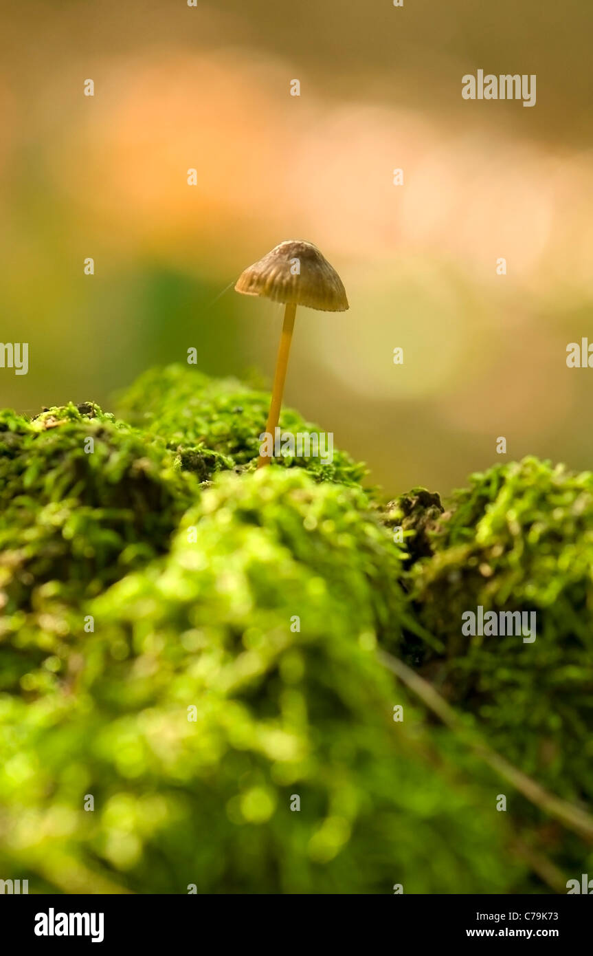Mycena fungus hi-res stock photography and images - Alamy
