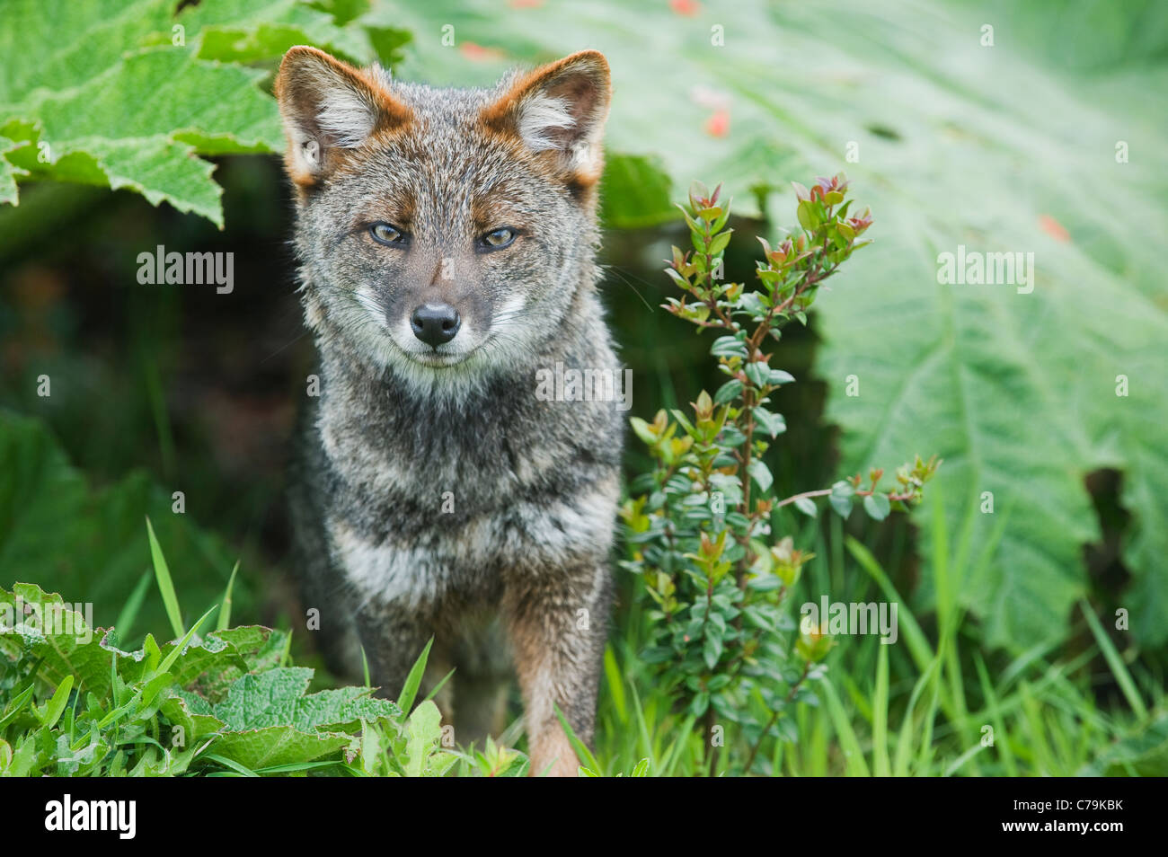 Darwin's fox High Resolution Stock Photography and Images - Alamy