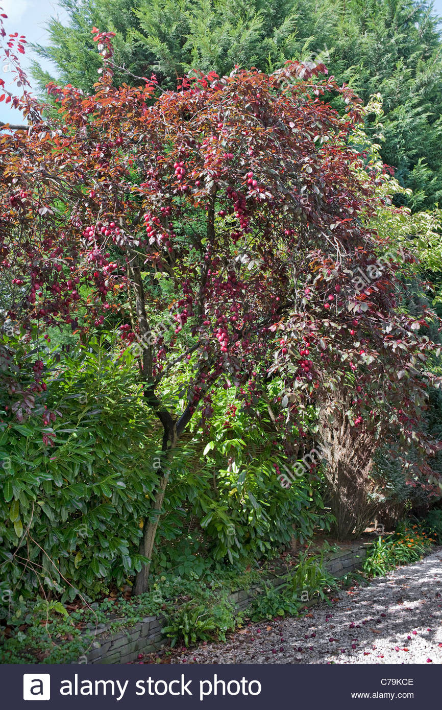 Prunus Tree Stock Photos & Prunus Tree Stock Images - Alamy