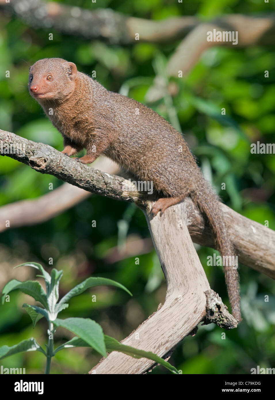 Dwarf Mongoose (helogale parvula Stock Photo - Alamy