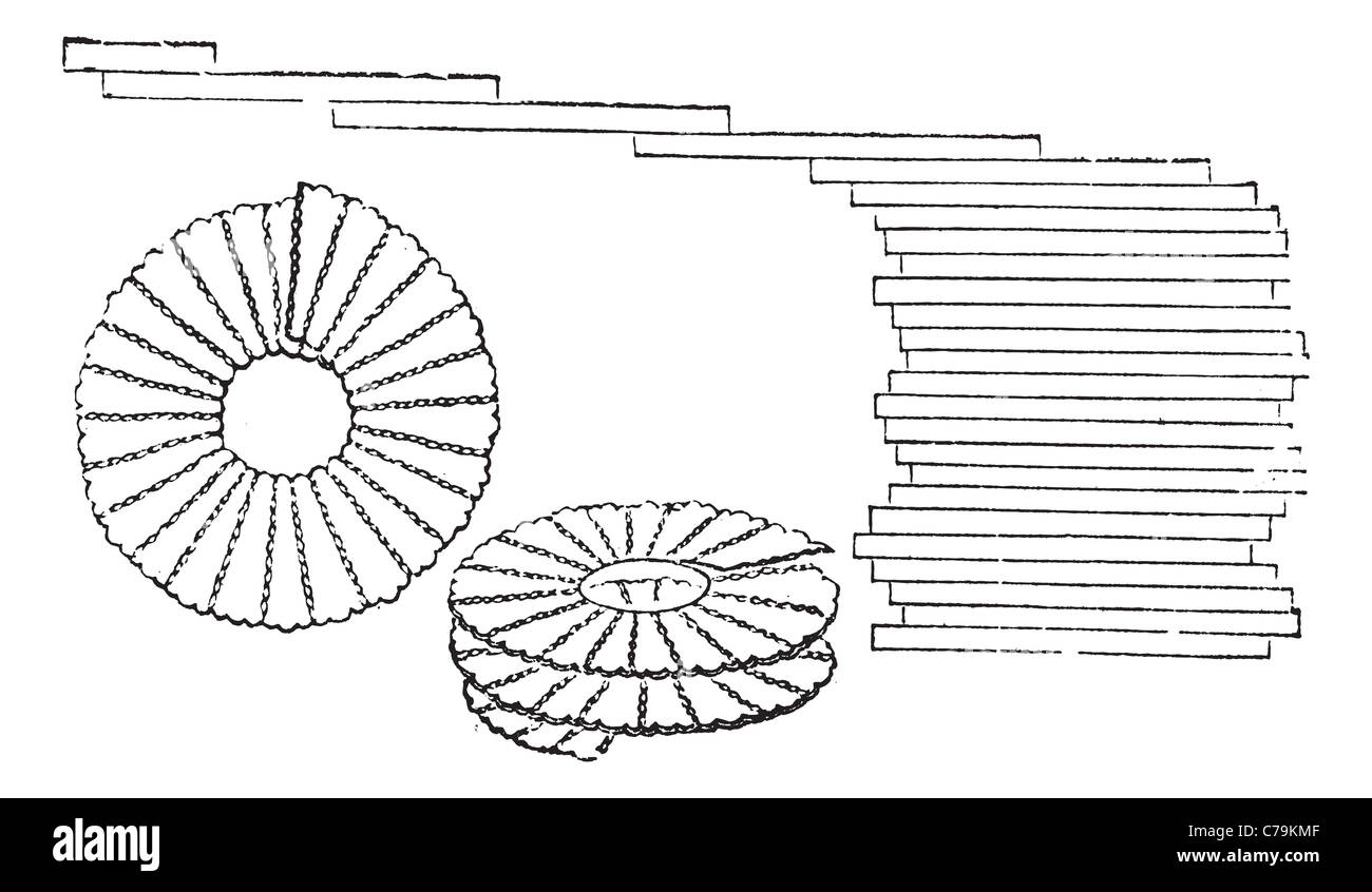 Algae phytoplankton Black and White Stock Photos & Images - Alamy