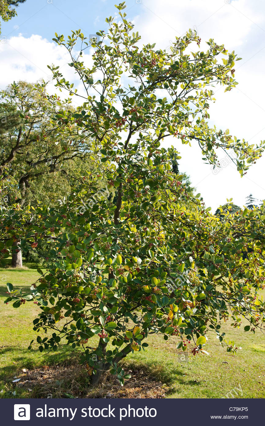 Whitebeam Tree Stock Photos & Whitebeam Tree Stock Images - Alamy