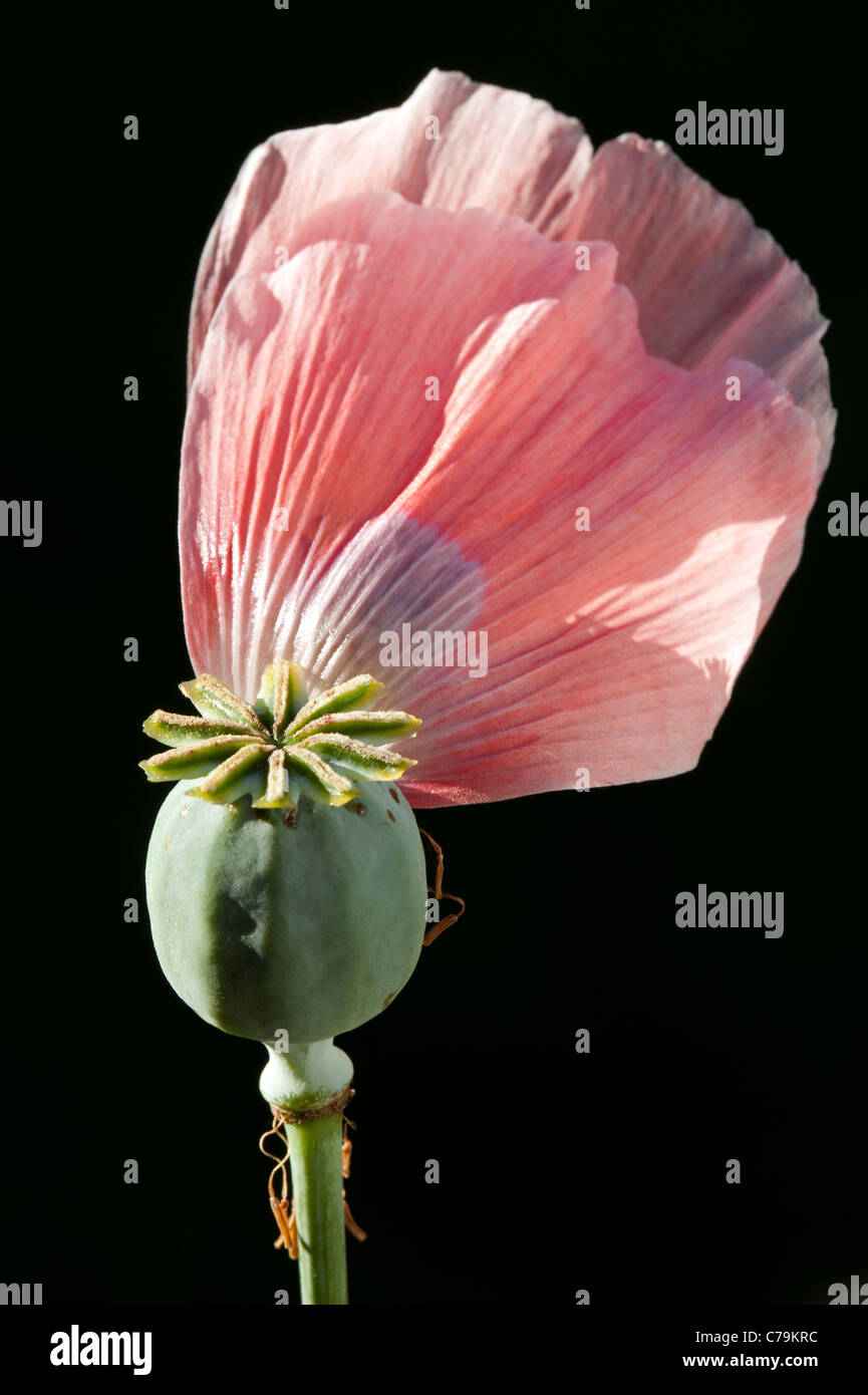 Poppy flower hi-res stock photography and images - Alamy