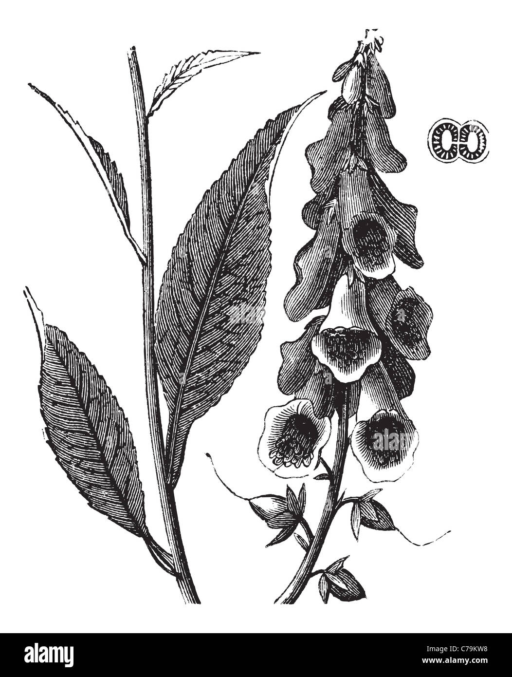 Digitalis purpurea drawing hi-res stock photography and images - Alamy