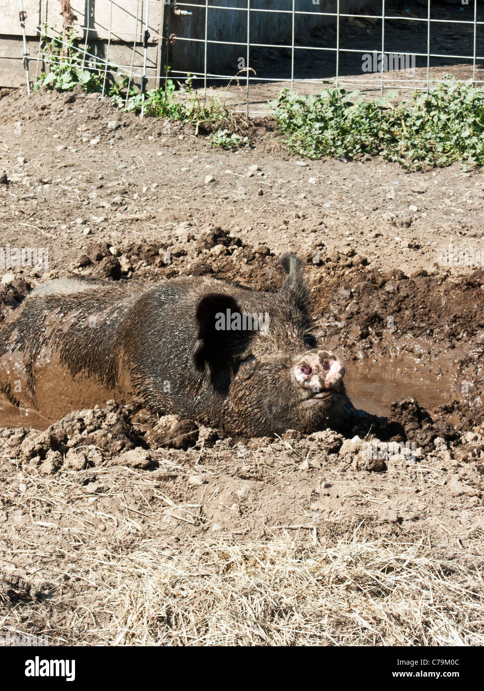 contented pig outside in farmyard wallowing in mud hole on hot summer ...