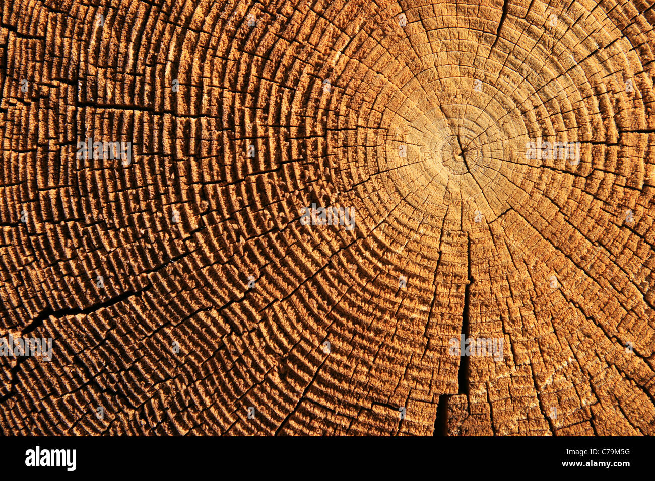 Wood Rings Stock Photos & Wood Rings Stock Images - Alamy