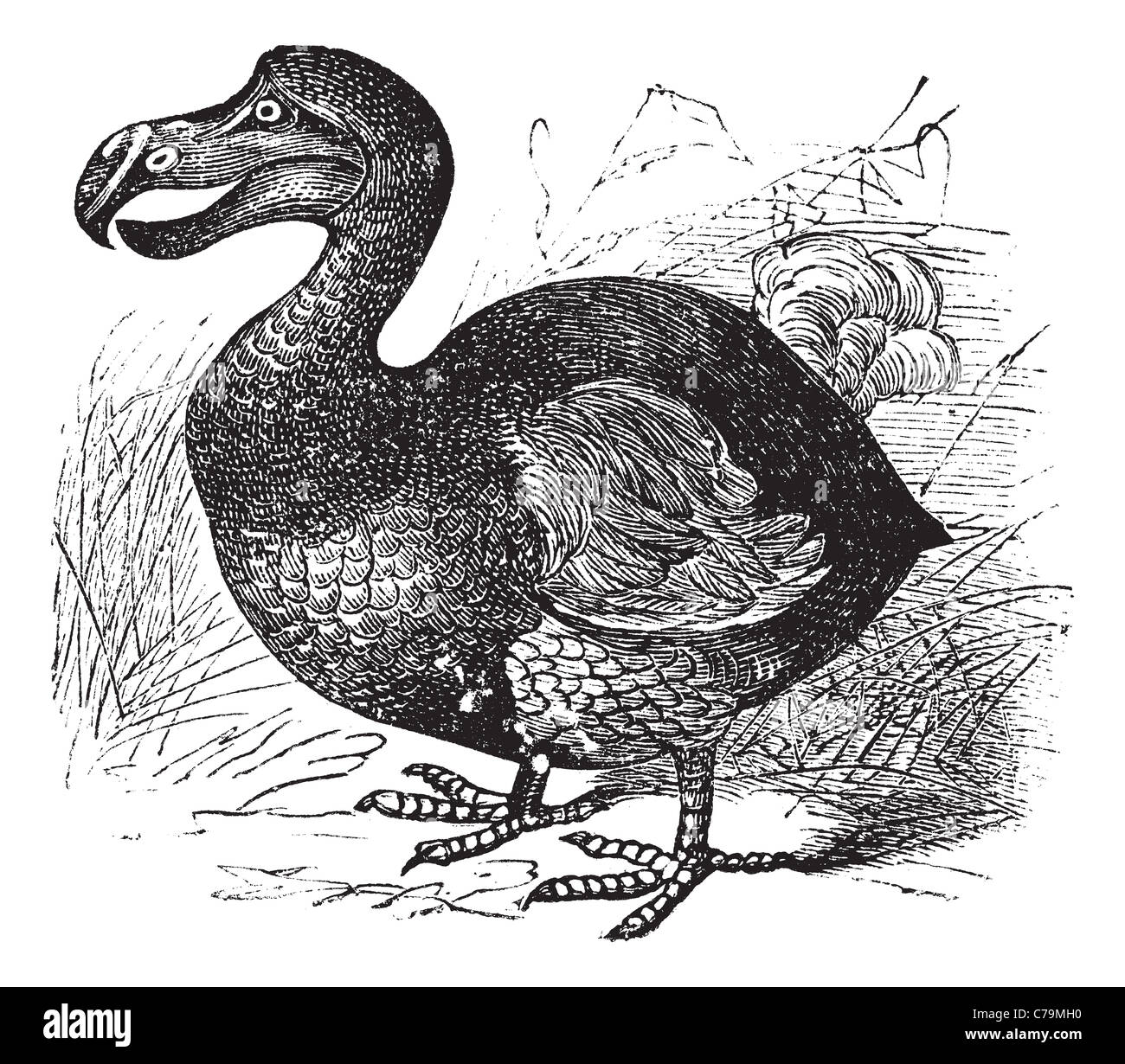 Dodo bird hi-res stock photography and images - Alamy