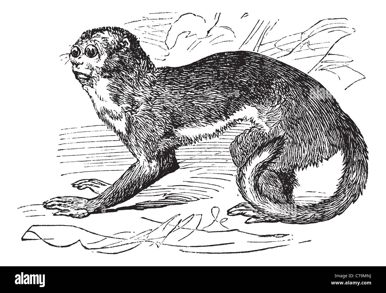Night monkey or Owl Monkeys or Douroucouli or Aotus sp., vintage ...