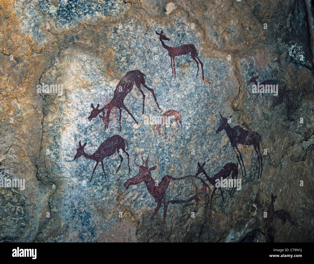 Bushman drawings of antelope and eland on rock face in Zimbabwe Stock ...
