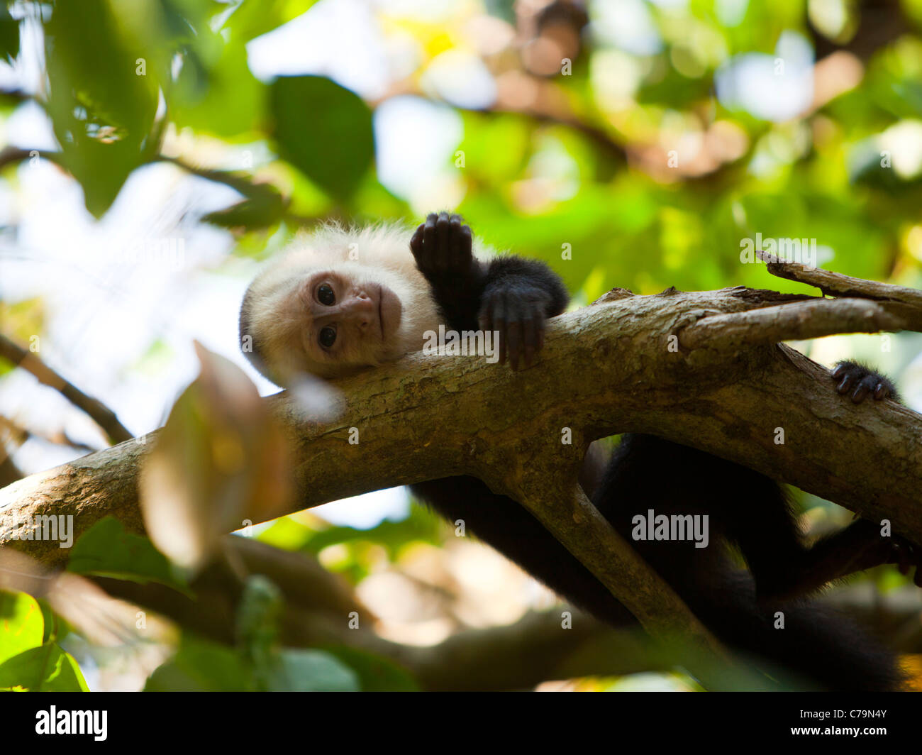 Costa Rica, Portrait of monkey resting on tree Stock Photo - Alamy