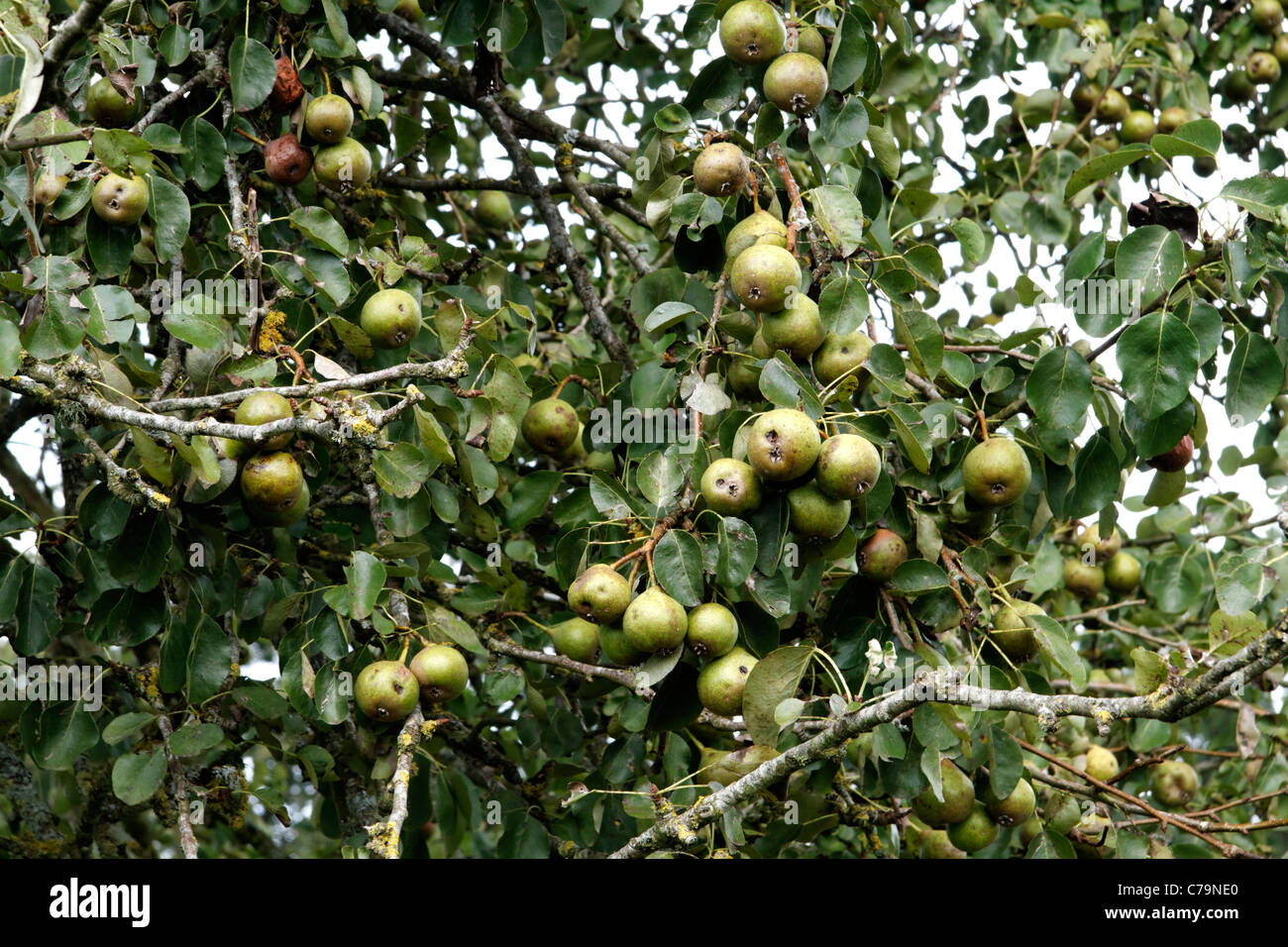Perry pears on on the tree branch , pears for the manufacture of ...