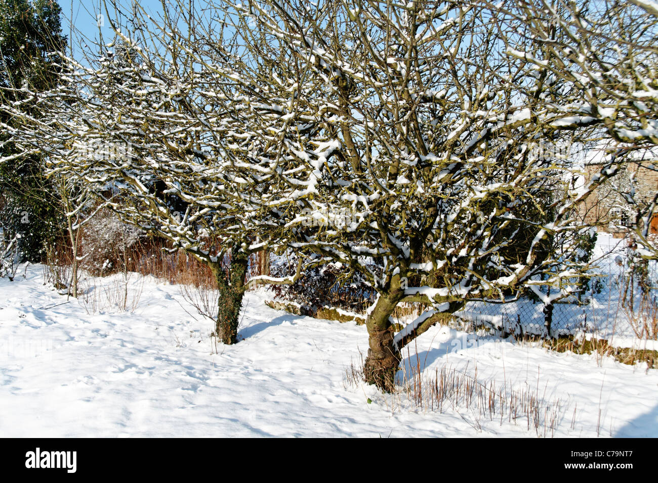 Apple tree winter hi-res stock photography and images - Alamy