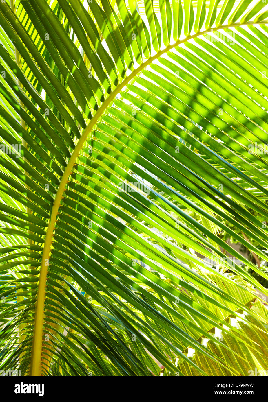 Cancun palm tree hi-res stock photography and images - Alamy