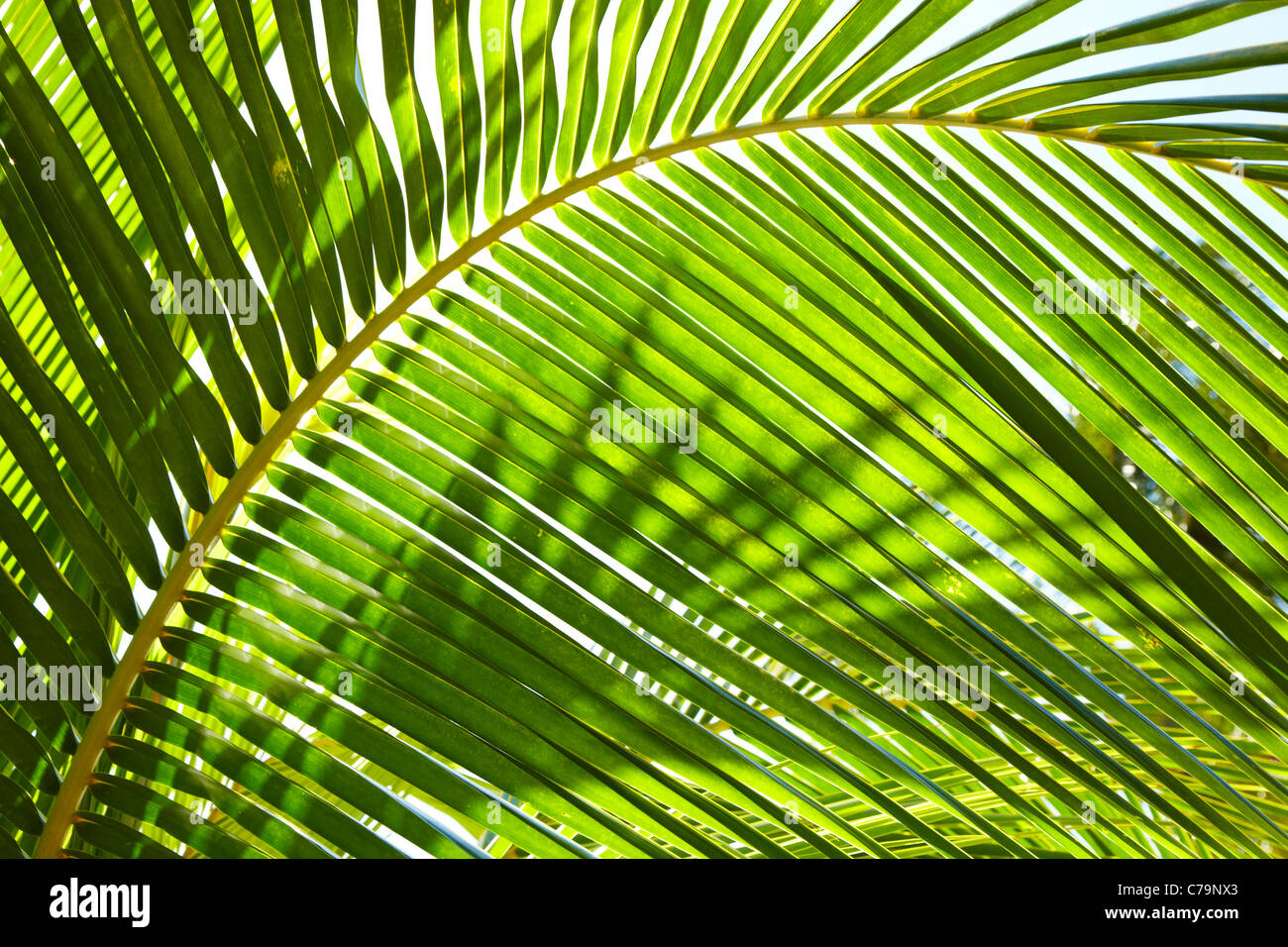 Fan palm leaves hi-res stock photography and images - Alamy