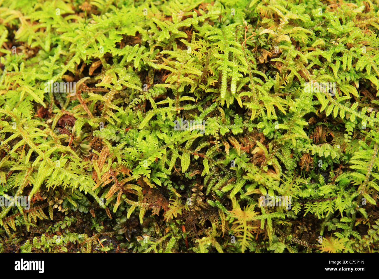 Moss detail hi-res stock photography and images - Alamy