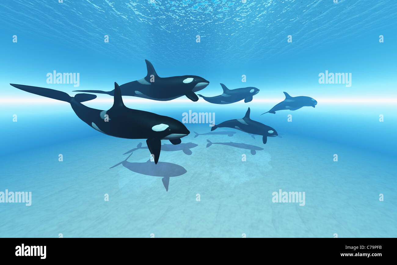 A family of Killer Whales search together for their next meal Stock ...