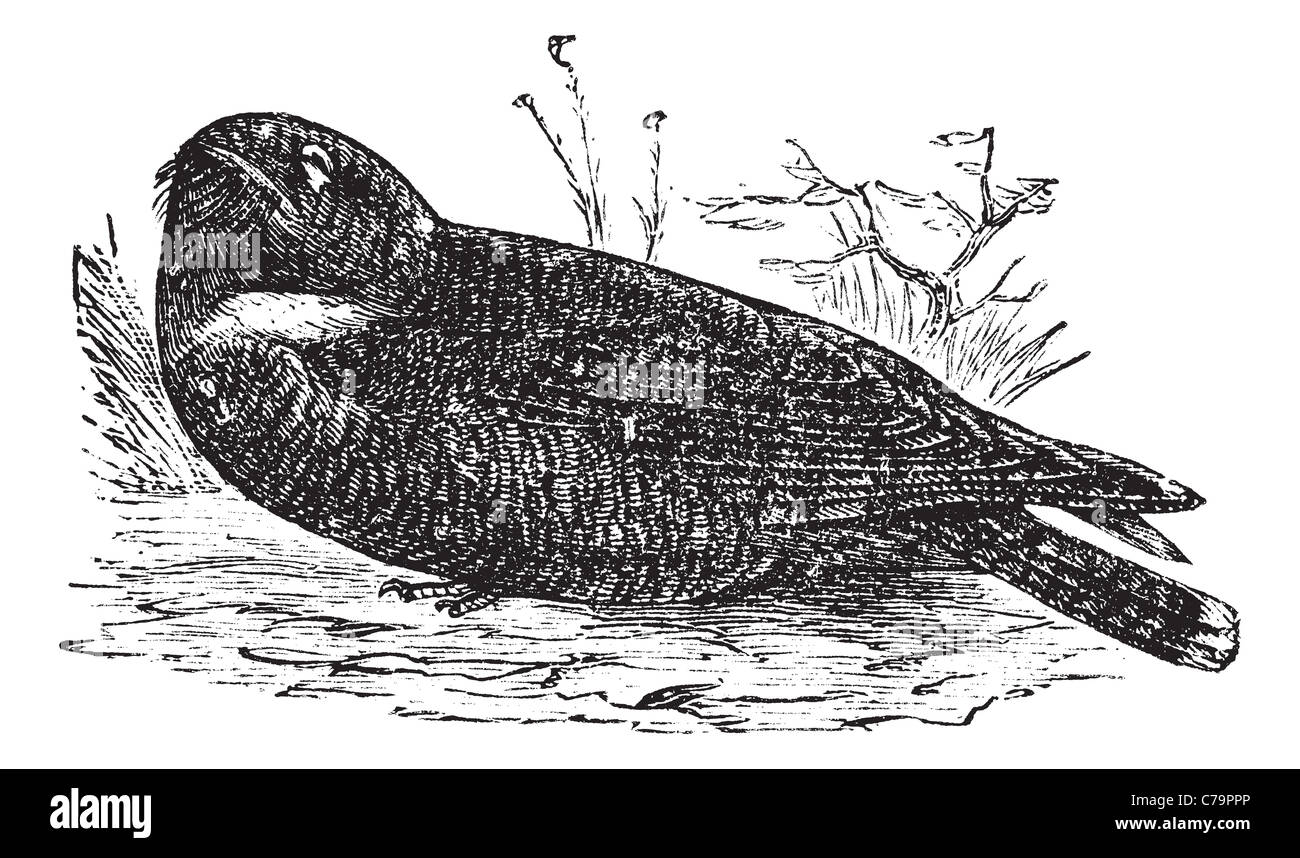 Spotted Nightjar or Eurostopodus argus, vintage engraving. Old engraved ...