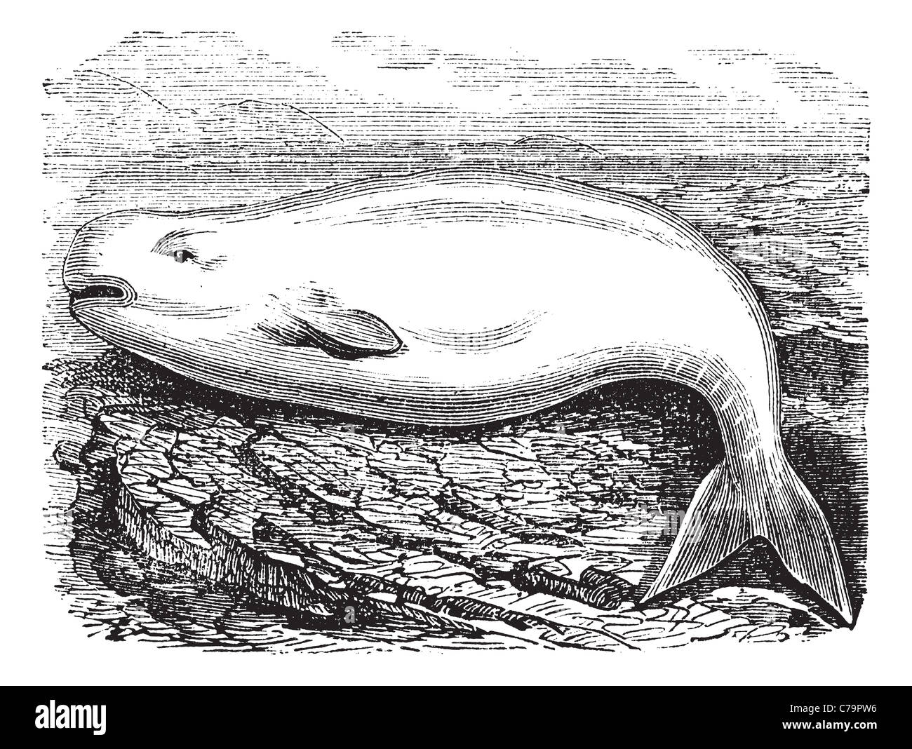 Beluga Whale or White Whale or Delphinapterus leucas, vintage engraving ...
