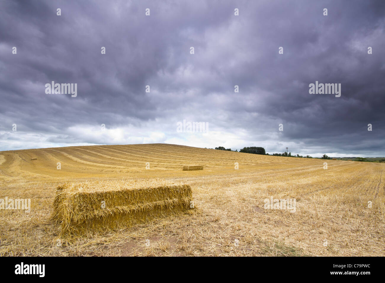 Corn Field Devon Stock Photo - Alamy