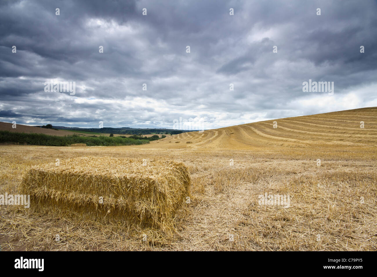 Corn Field Devon Stock Photo - Alamy