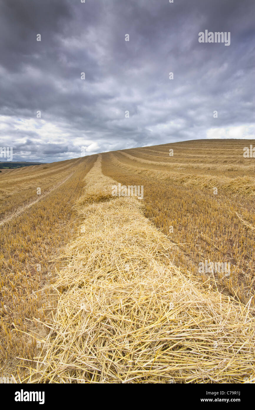 Corn Field with stormy sky above Devon uk Stock Photo - Alamy
